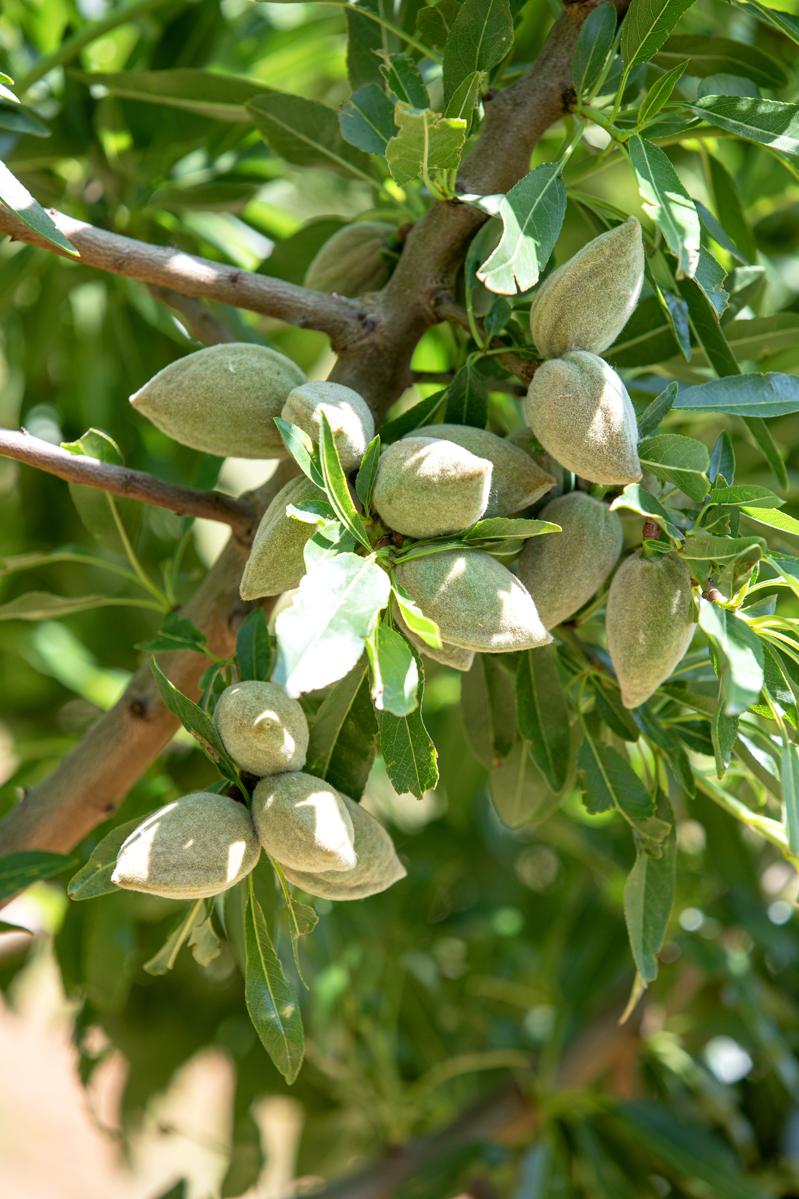 La culture de l'amandier