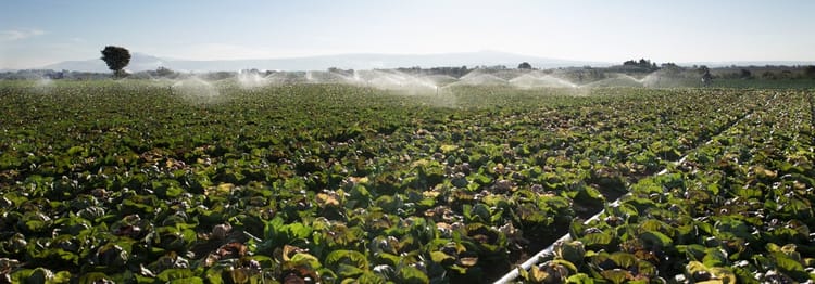 ToDoList pour Maximiser l'Efficacité de Votre Système d'Irrigation par ...