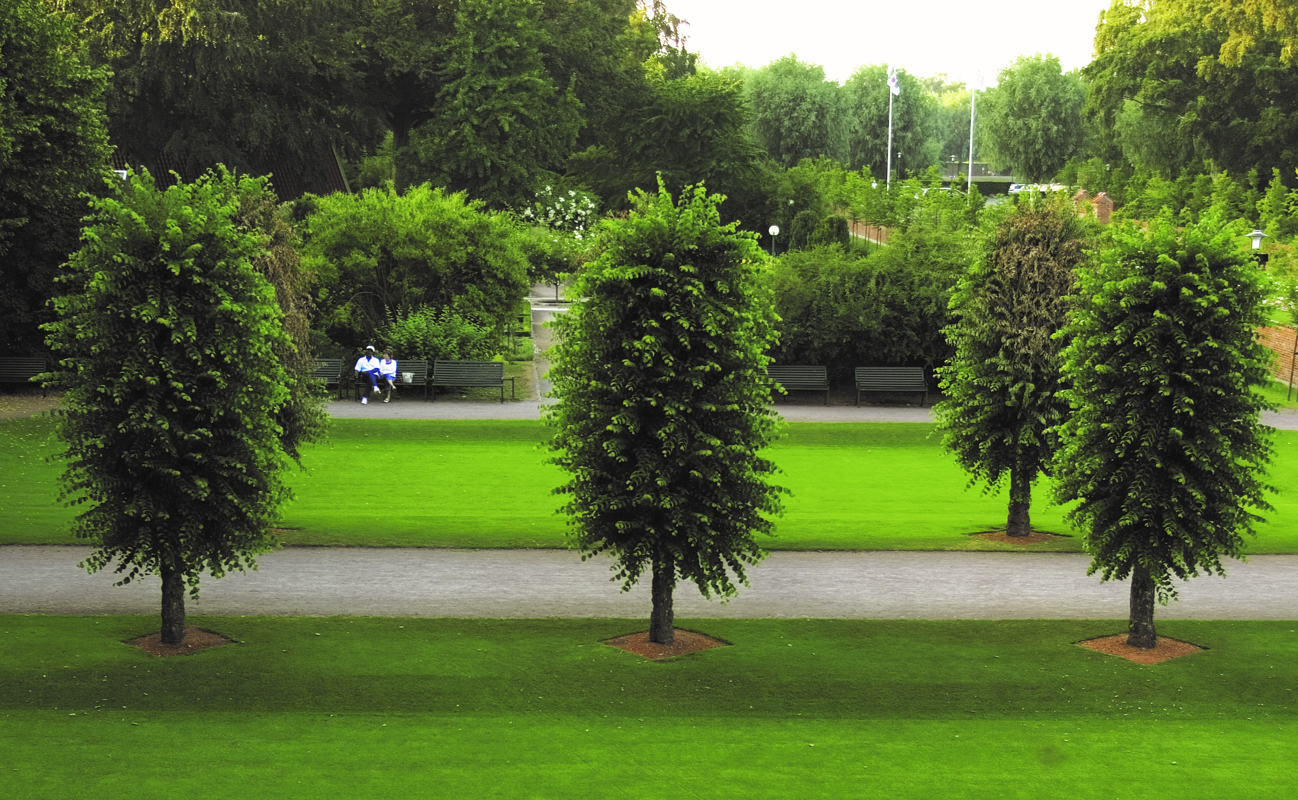 Arbres d’ornements