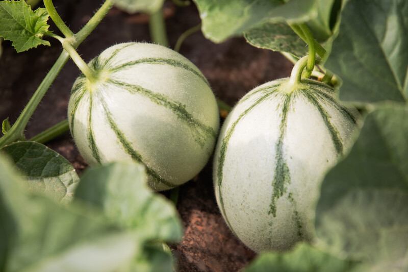 Melon