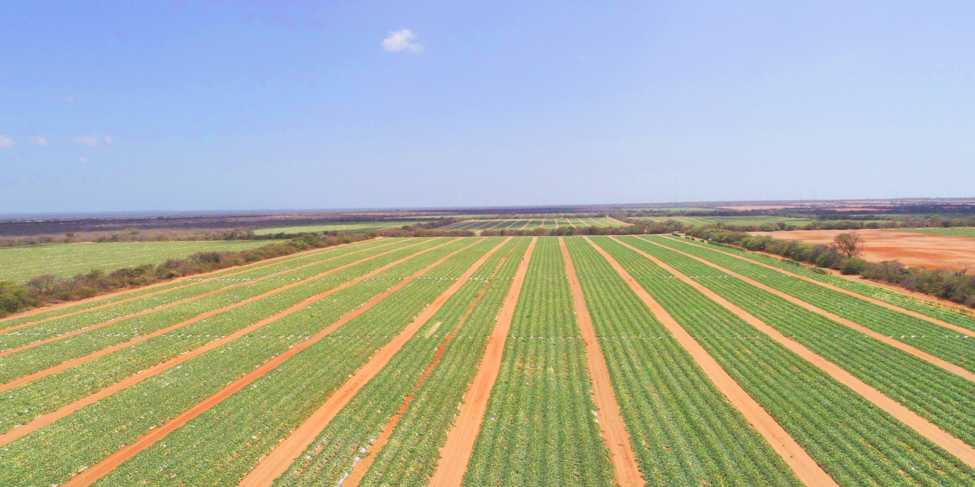 Irrigation de précision